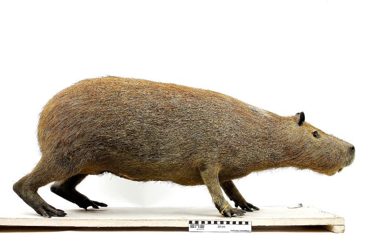Capybara