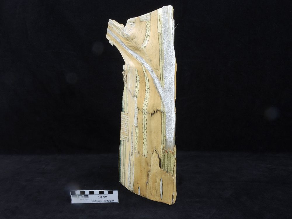 Modèle de tige ligneuse de chêne (Modèle Auzoux de bois (Chêne) en ...