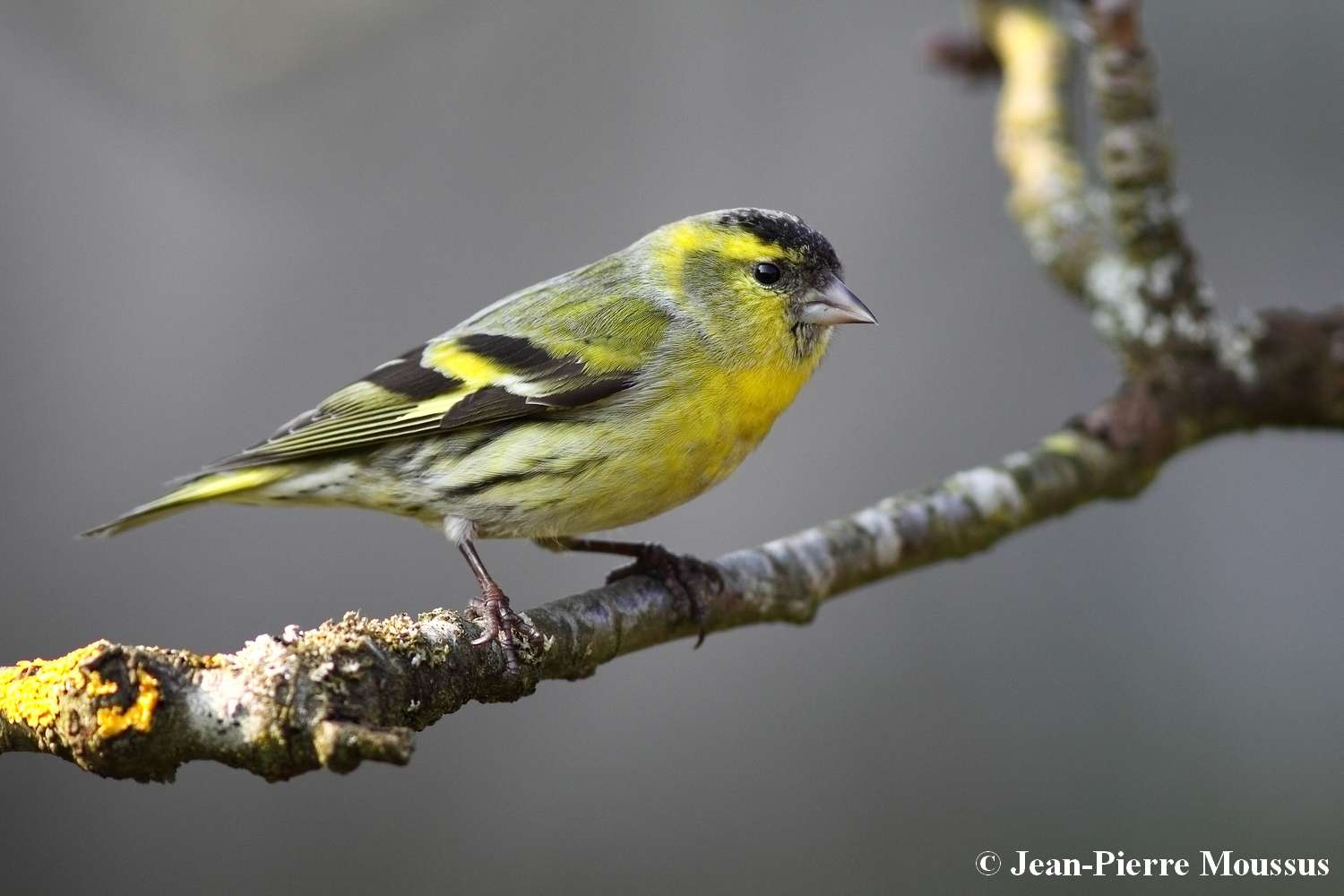 Tarin des aulnes (Carduelis spinus), mâle. | Oiseaux, Tarin des aulnes ...