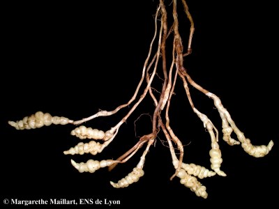 Crosne-ensemble-tubercules1.jpg — Département de Biologie