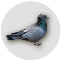 tableau-biset.jpg — Département de Biologie