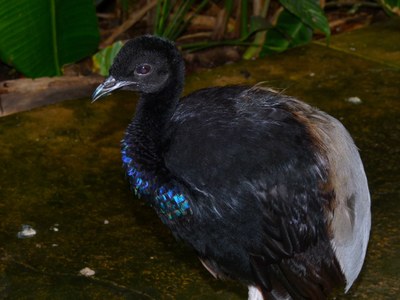 Agami — Département de Biologie